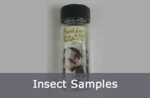 Insect Identification | Soil, Plant and Pest Center