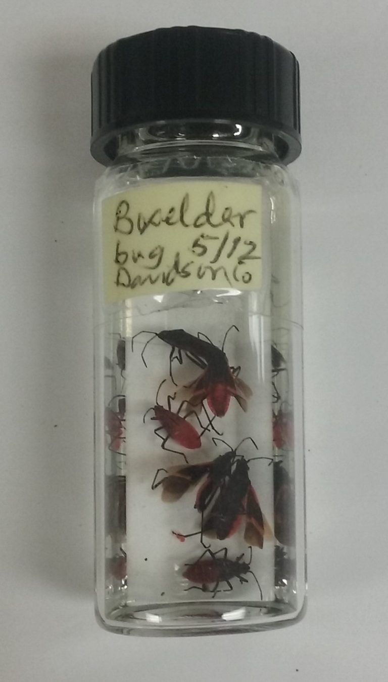 Plant Pests | Soil, Plant and Pest Center