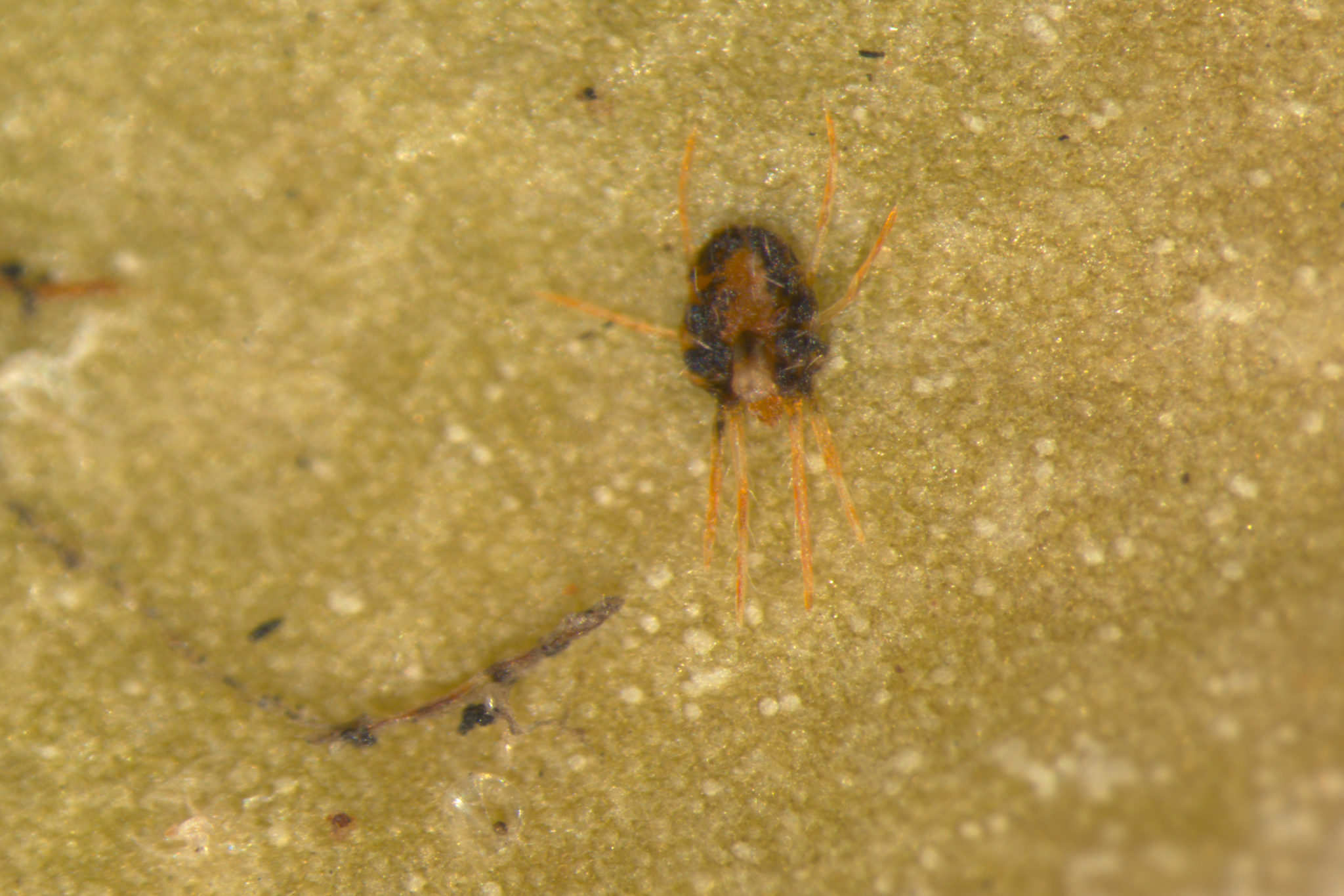 Boxwood Mite - Foliar Boxwood Feeders | Soil, Plant and Pest Center