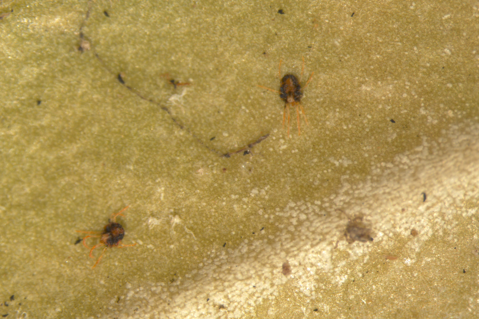 Boxwood Mite - Foliar Boxwood Feeders | Soil, Plant and Pest Center