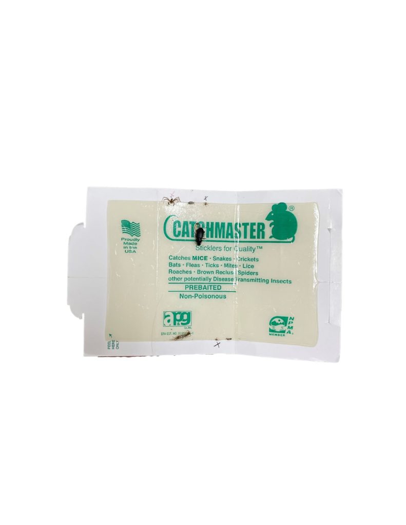 Insect Identification | Soil, Plant and Pest Center